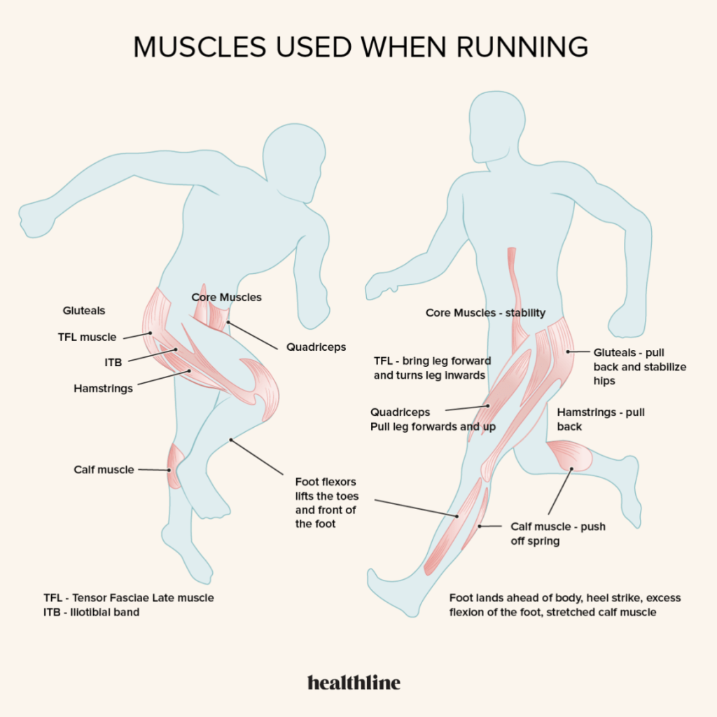 What Muscles Does Running Work? – Marathoners